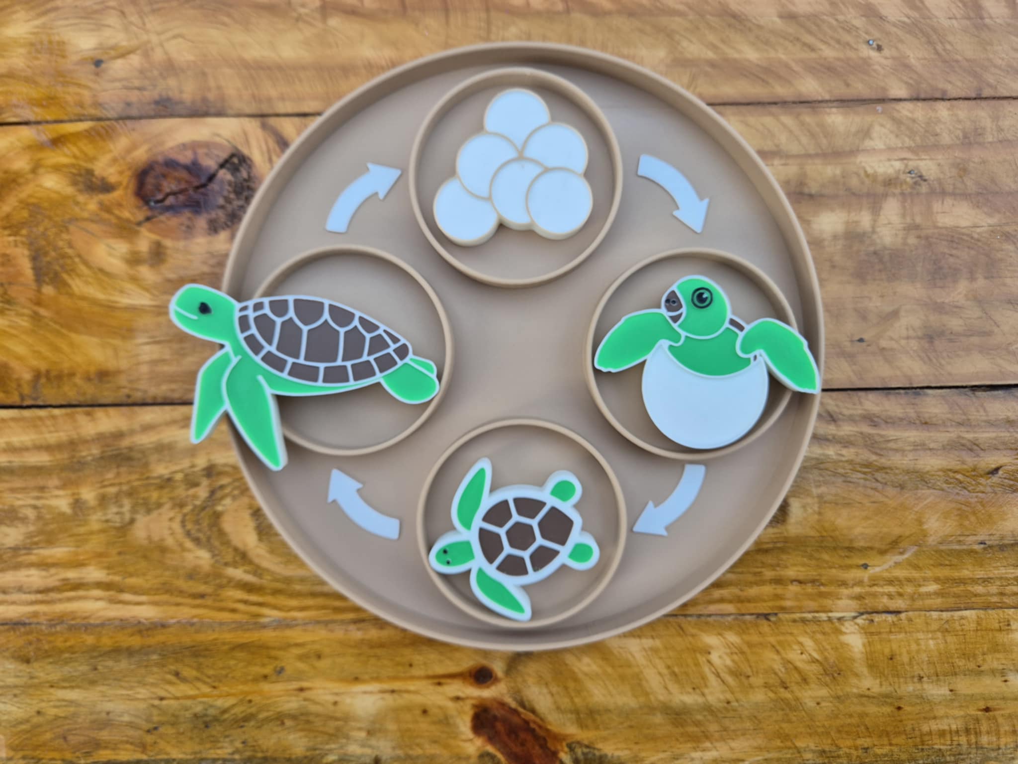 Turtle Life Cycle Tokens | Wild Imaginations 3D